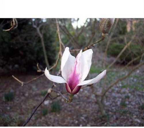 Саженцы магнолия дзен, Magnolia zenii