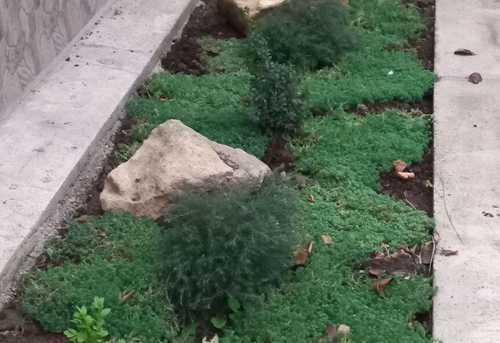 Очиток седум лидийский, коврик вечнозеленый