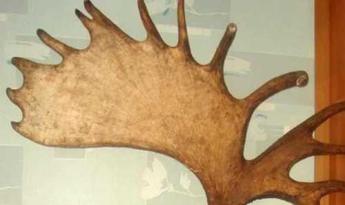 Рога лося оленя по кг (Horns Perm)