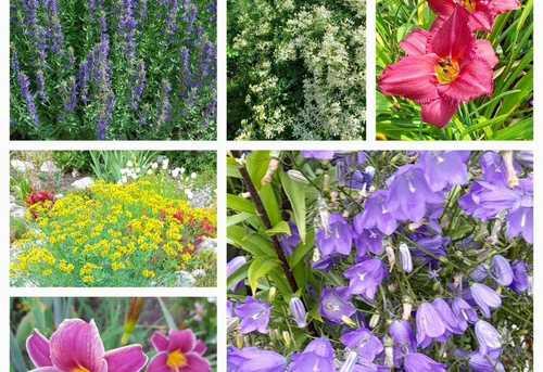 Цветущие садовые многолетники с доставкой