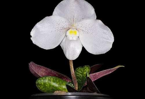 Орхидея башмачок. Paphiopedilum niveum