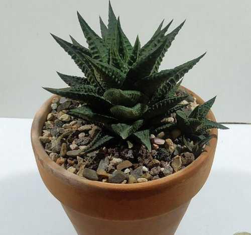 Haworthia Limifolia (Хавортия Лимифолия)