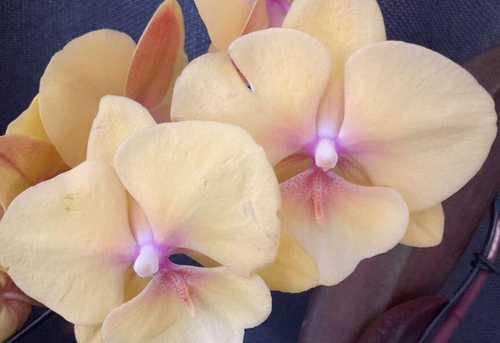 Орхидея биглип Манго