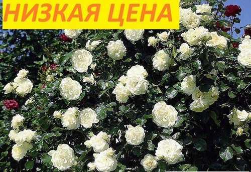 Розы морозостойкие - Alena.park