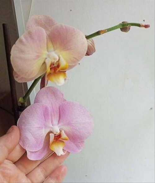 Орхидея фаленопсис Phalaenopsis Fangmei Baby Face