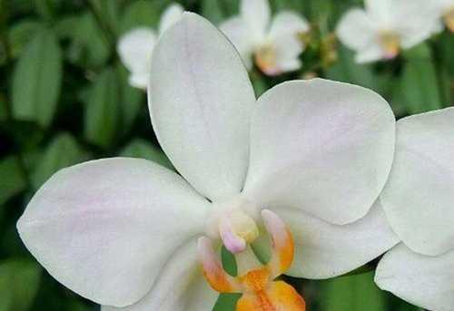 Фаленопсис орхидея Азия нецветущие