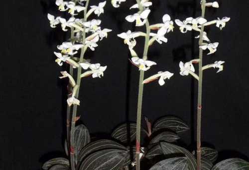 Орхидея мини лудизия