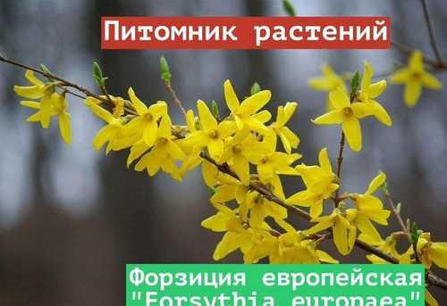 Саженцы Форзиция европейская Forsythia europaea