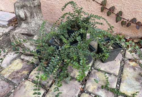 Растения для сада Кизильник Альбиция Павловнии