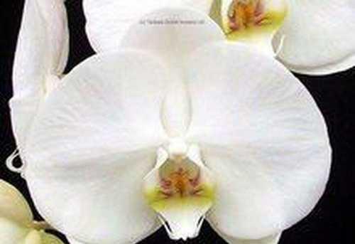 Орхидея Sogo Yukidian Flower Size Каскадник