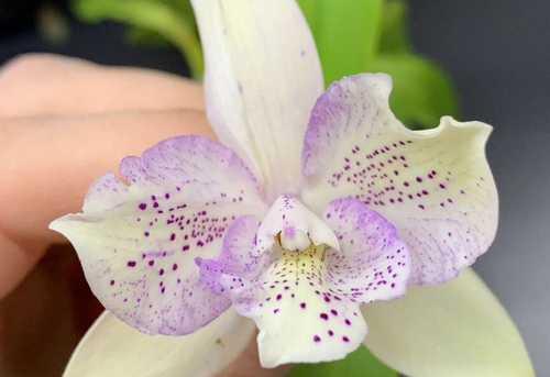 Орхидея Caulocattleya Chantilly Lace 'Twinkle'