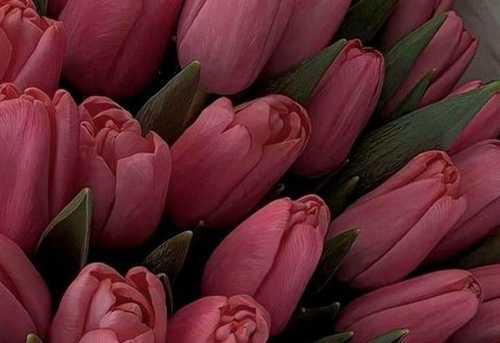 Цветы тюльпаны свежие