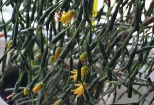 Хатиора-жёлтые цветы- "кактус танцующих костей"