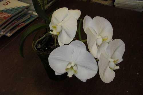 Орхидея белая (фаленопсис)