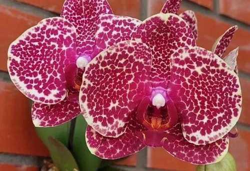 Орхидея фаленопсис OX Red Sesame