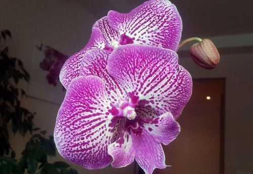 Орхидея фаленопсис Биг Лип Бетта