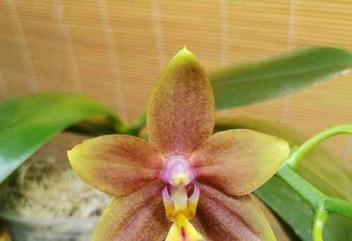 Орхидея фаленопсис Meidarland Chambe