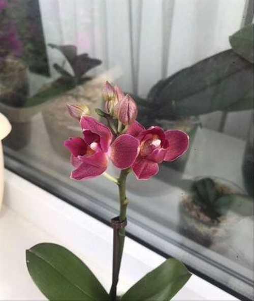 Орхидея фаленопсис Tying Shin Smart пелорик