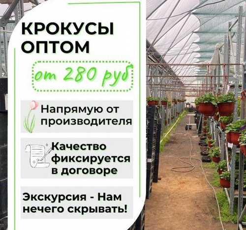 Продажа крокусов крупным оптом от 100 шт