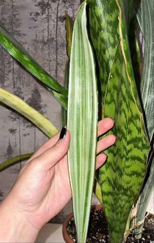 Sansevieria Manolin