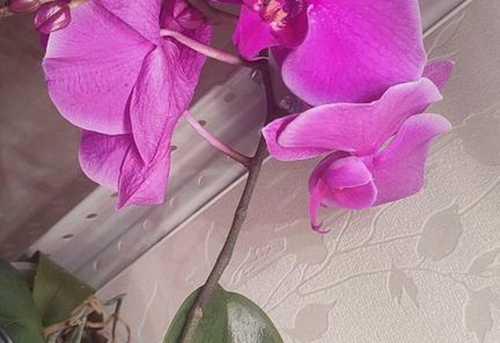 Орхидея фаленопсис Претория