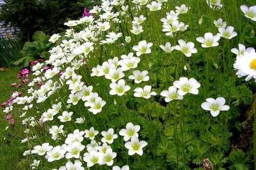 Камнеломка Арендса, цветки белые