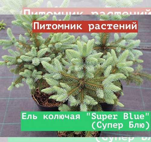 Саженцы Ель колючая Super Blue (Супер Блю)