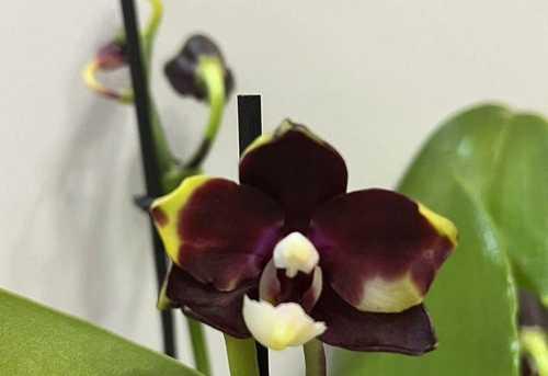 Орхидея фаленопсис восковая