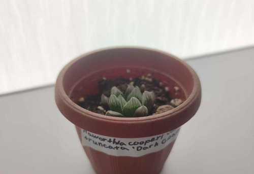 Детка суккулента Haworthia cooperi 'Dark Grape'
