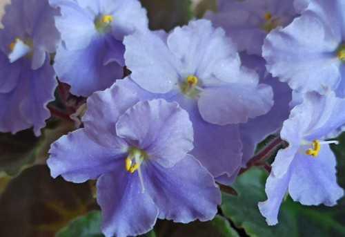 Фиалка Colette (зарубежная селекция)