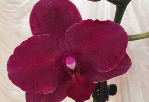 Орхидея фаленопсис Monreux (Монтре)