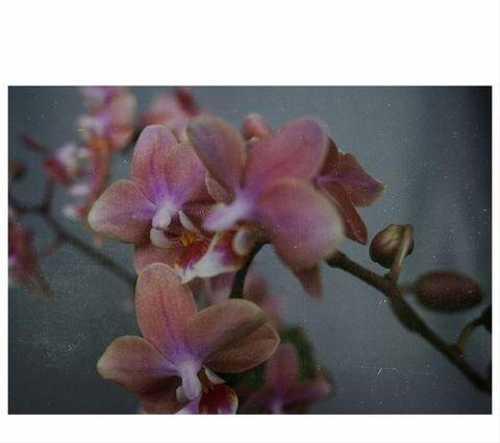 Орхидея парфюмерная фабрика Odorion
