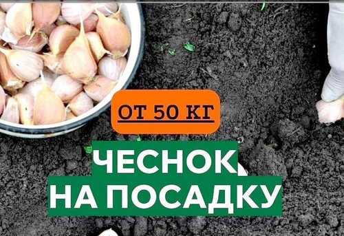 Чеснок озимый