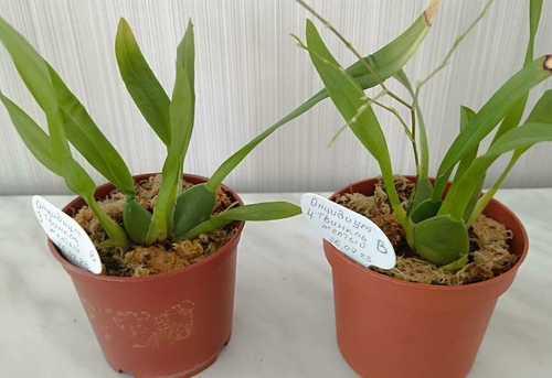 Орхидея онцидиум Твинкль