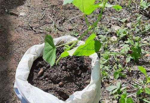 Земля плодородная в мешках