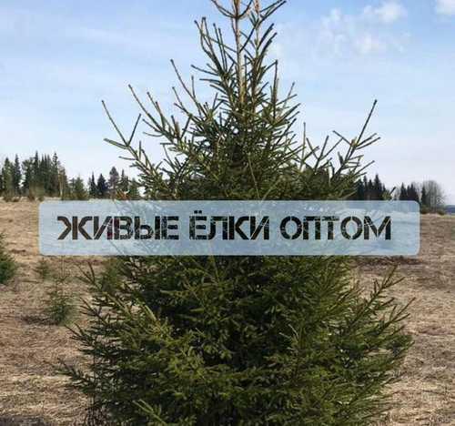 Новогодние елки оптом Пермь