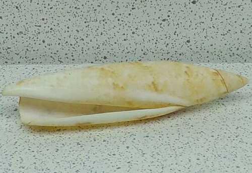 Теребелум 5,10 морская ракушка раковина
