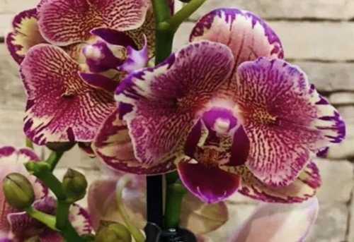 Орхидея фаленопсис Пират Пикоти бабочка