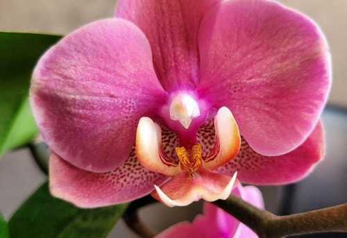 Хани орхидея фаленопсис