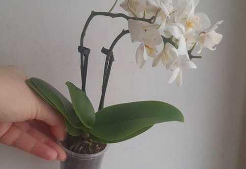 Орхидея фаленопсис мини