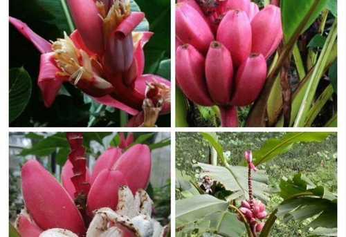 Банан розовый семена