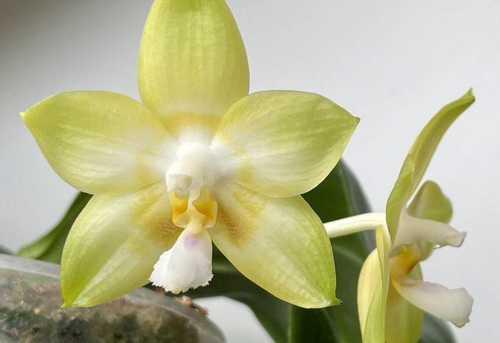 Орхидея Phal. Joy spring Canary flava