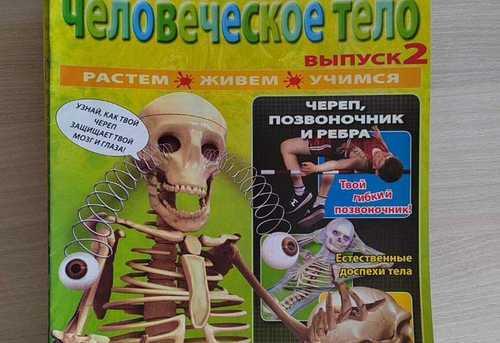 Скелет Артём, собери и познай человеческое тело