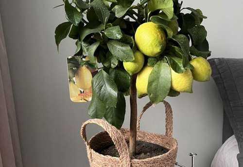 Лимонное дерево премиум лимон