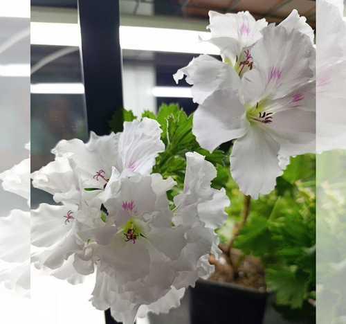 Семена сортовой пеларгонии Мона Лиза