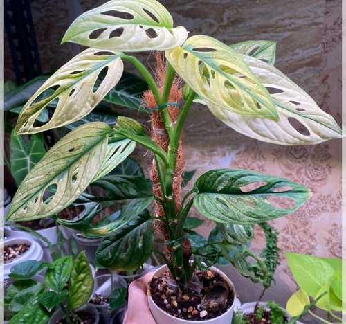 Монстера Адансона Вариегатная Adansonii Variegata