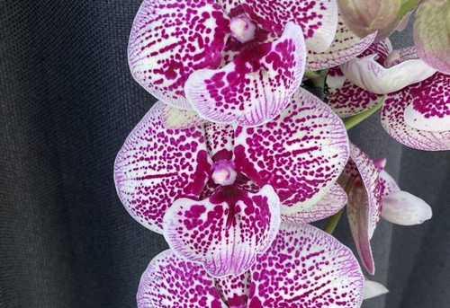 Орхидея биглип крупноцветковая