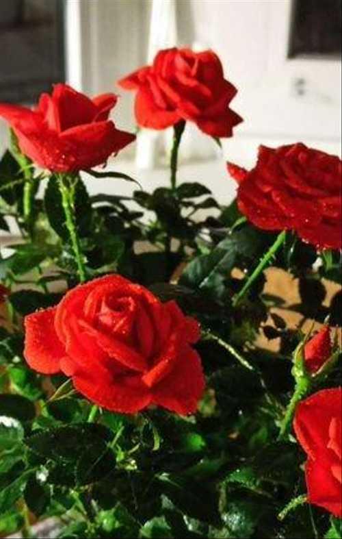 Комнатная роза сорт Кордана