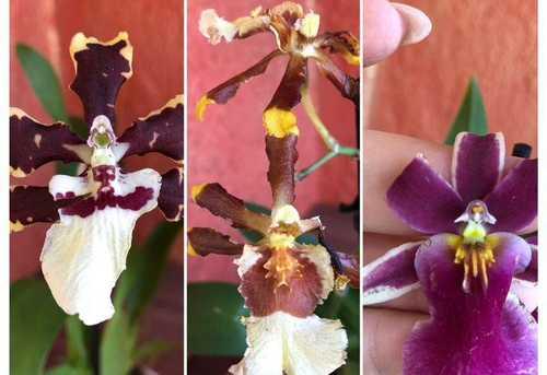 Орхидея камбрия (одонтоглоссум )