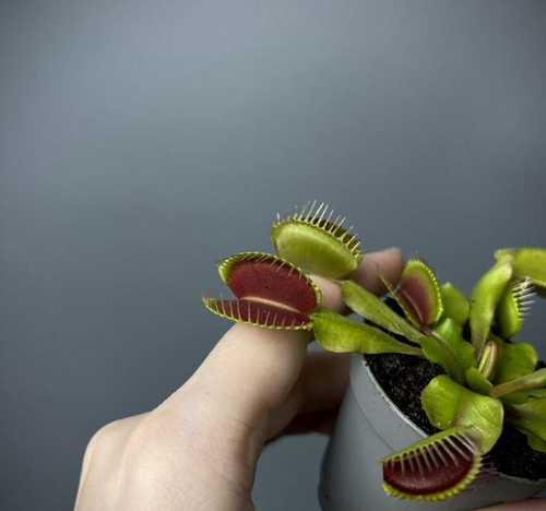 Венерина мухоловка dionaea